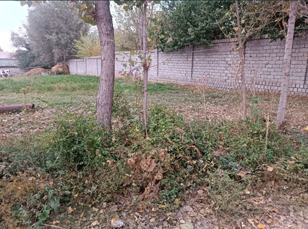 Yer sotiladi Zangi Ota tumani Boz suvda
