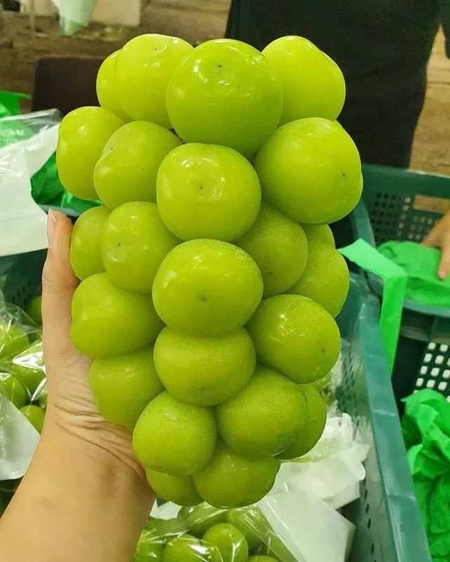 Японский узум кучатлари. Гаранияси билан