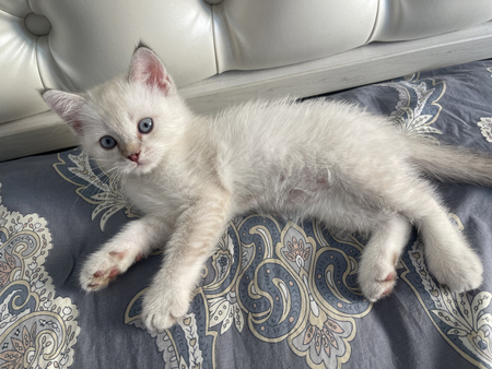 Котик скоттиш страйт