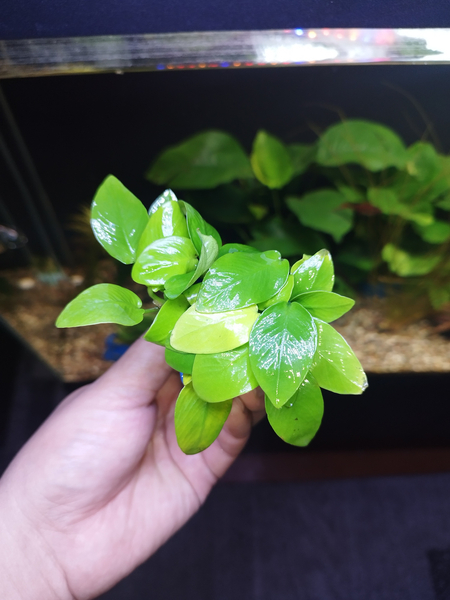 Anubias Golden nana