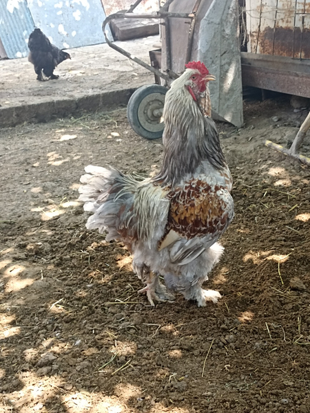 Brama dvoyka xoʻrozi sotiladi