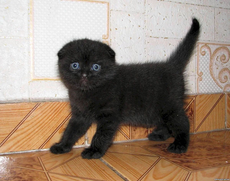 Продаются котята