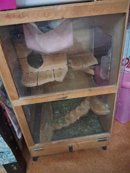 Продам шиншил с клеткой