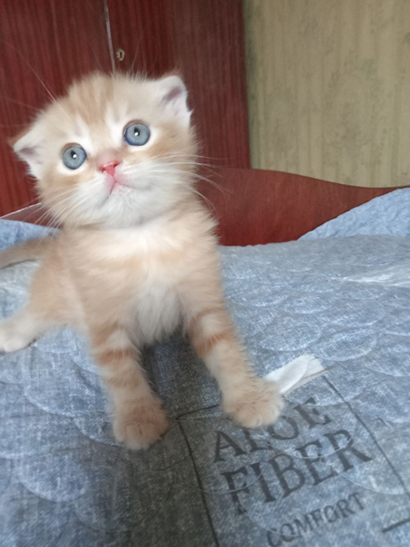 Продам котят Шотландской Вислоухой