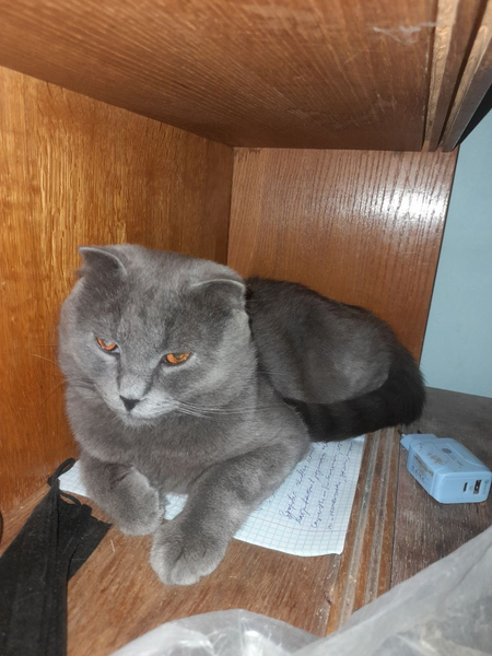 Продаётся британский кот