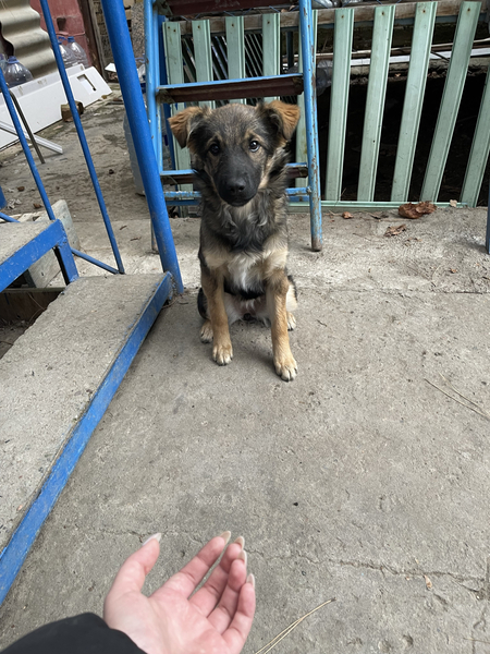 Отдам собачку в хорошие руки