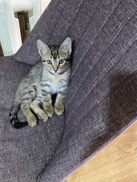 Котик 2 месяца.