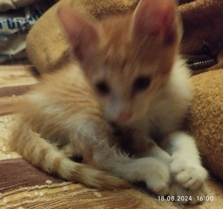 Прекрасный , домашний котенок