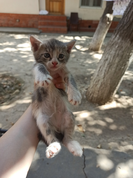 продаются котята