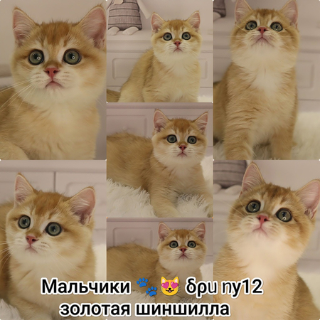 Британские золотые шиншиллы