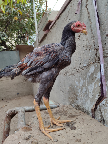 Kulangi xo\\\'roz jo\\\'ja sotiladi