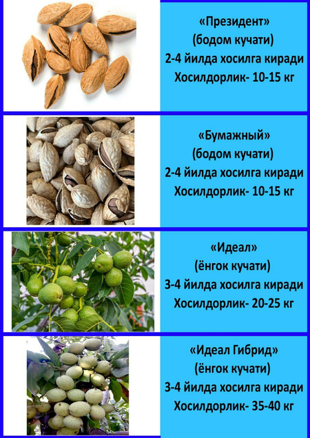 хархил турдаг мивали кучатилар сотувда