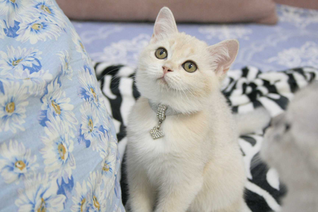 Шоланские котята Скоттиши