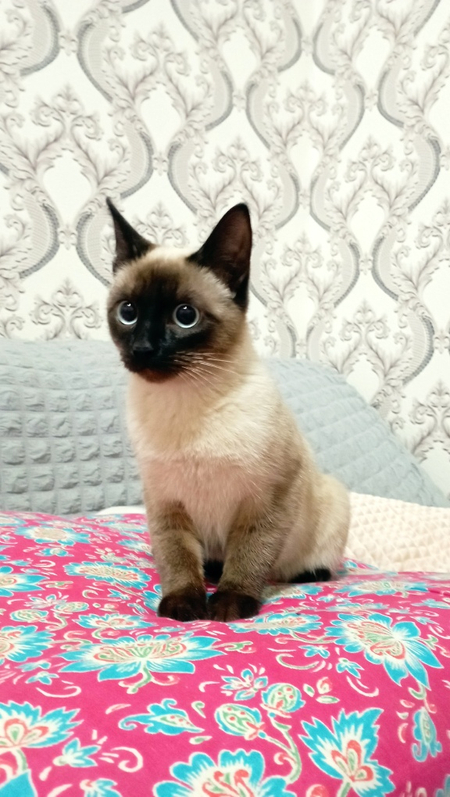 Сиамский кот г.Самарканд