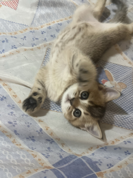 Британские котята