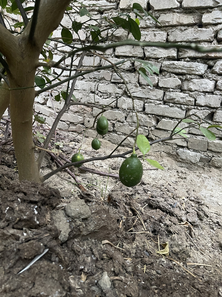 Limon ko\\\'chatlar sotiladi