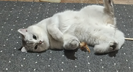 Чистокровная шотландская вислоухая / Scottish fold