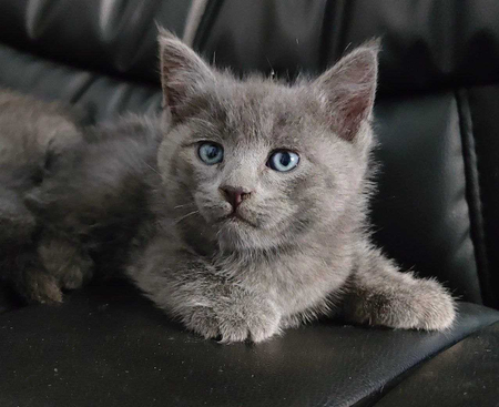 Продается котенок скоттиш страйт