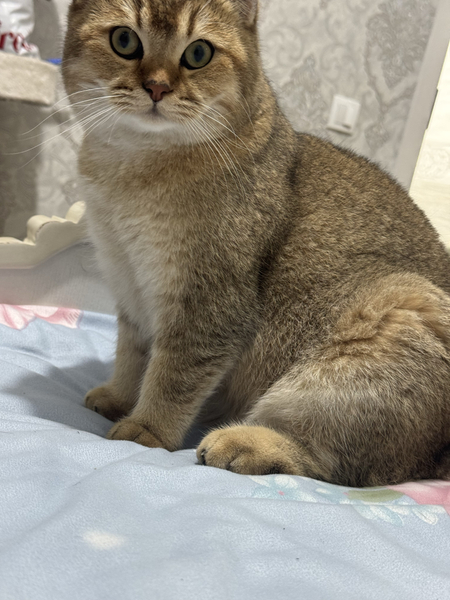 Скотиш страйт кот большой