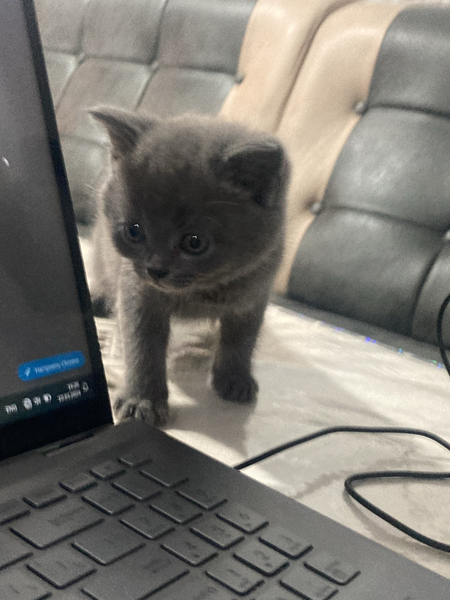 Скоттиш страйт