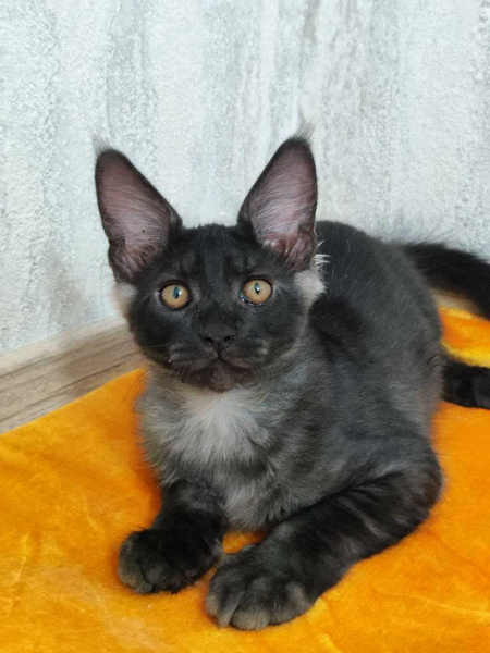Продается котенок Мейн-кун