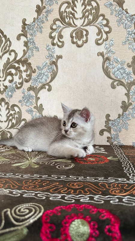 Британская шиншилла