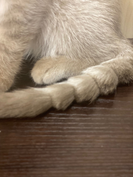 Продаю котят Скотти Фолл и страйк.