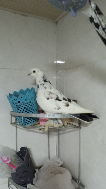 Kabutar sotiladi 2 ta Голуб каптар
