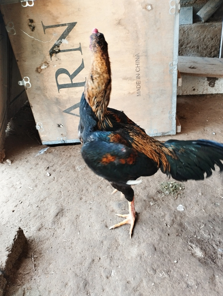 Dakan kares turk xoroz makyon jujalari bor