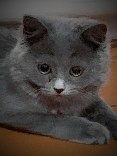 Mushuk sotiladi  scottish. Fold