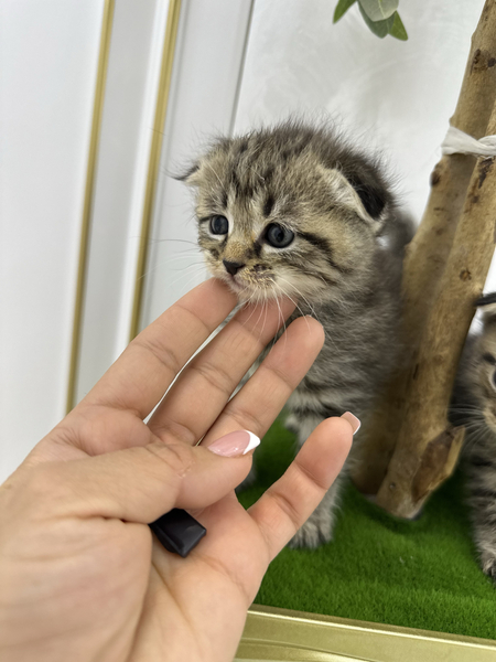 Шотландские вислоухие котята