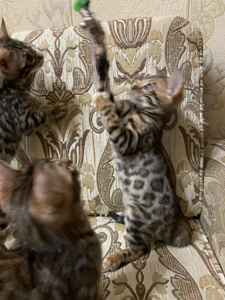 Бенгальские котята!