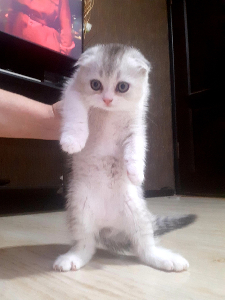 Шладкий скоттиш фолд крупный мальчик
