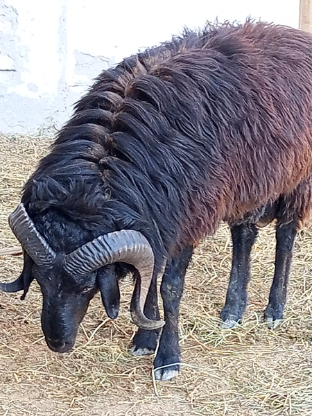 Jangara Shishak barra sotiladi