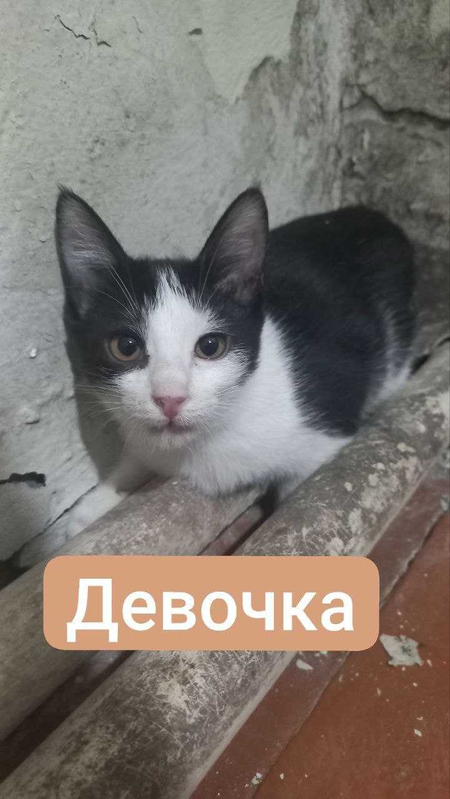 Отдам котят бесплатно