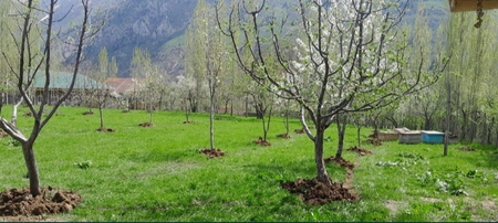 Bo'stonliq tumani Tepar qishlog'ida 15 sotix yer sotiladi Nefret yoli