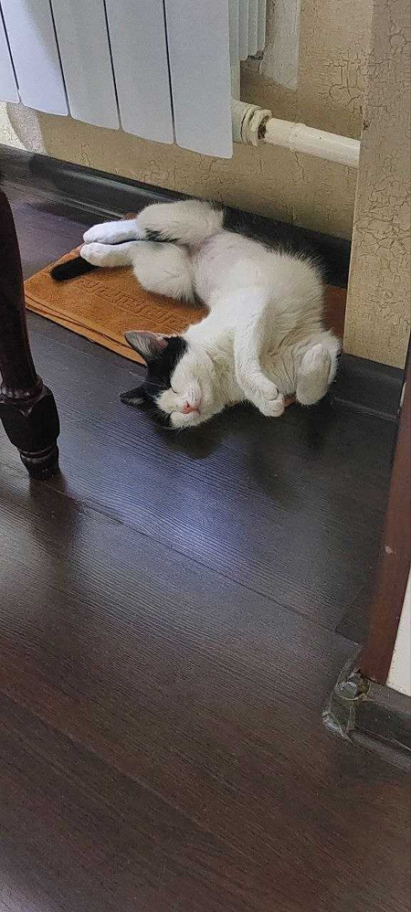 Отдается в добрые руки кошечка