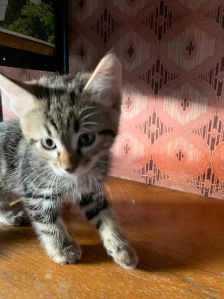 Котёнок .Девочка. 2 месяца В добрые руки.