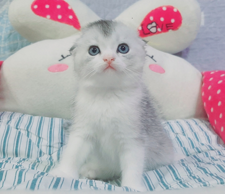 Мальчик скоттиш фолд