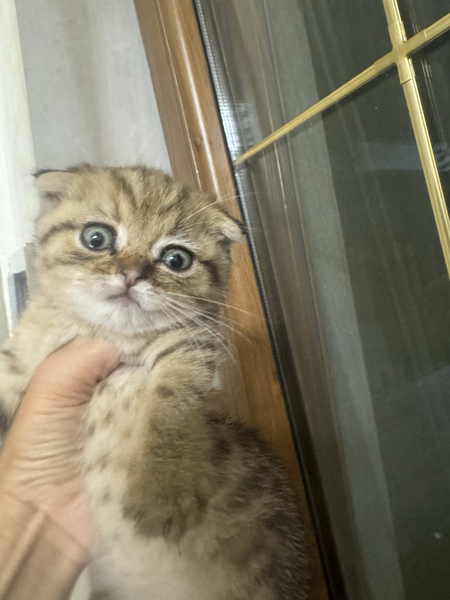 Котята фолд и страйт шиншила