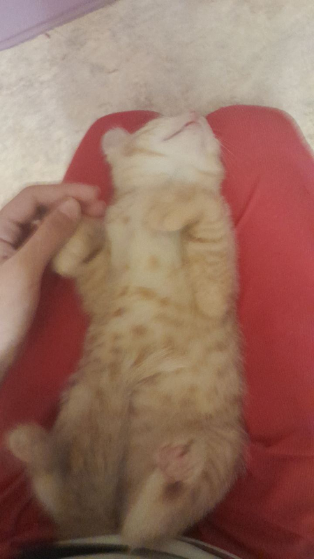 Котята,мальчик и девочка