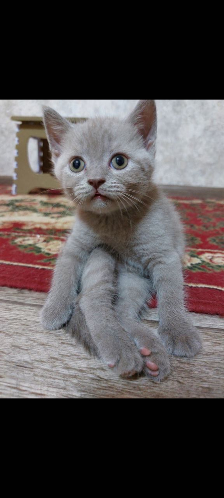 Котята шотландской породы