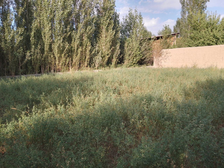 Чек 12 сўтих йер