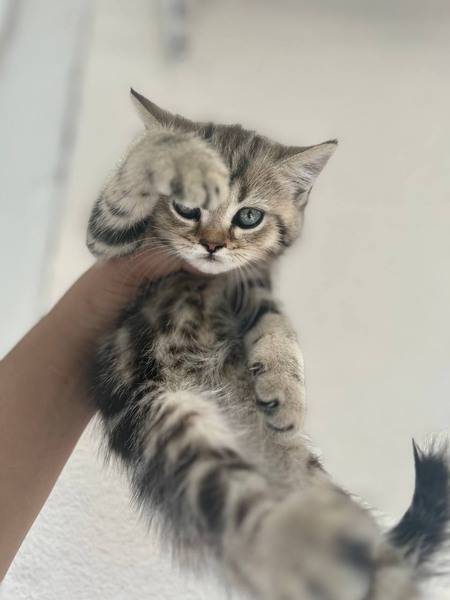 Котята шиншиллы мальчик и девочка страйт