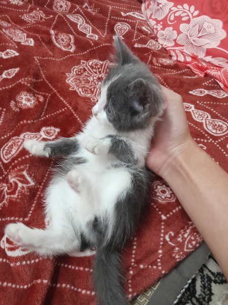 Котёнок девочка 2 месяца