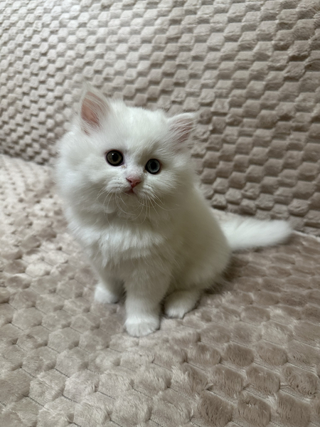 Шотландский котенок