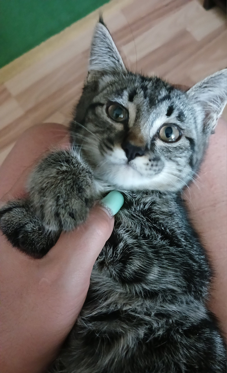 Домашние котята, мальчики, 4 месяца, к лотку приучены, чистые и умные