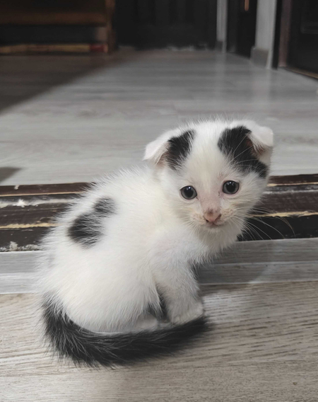 котята, вислоухие шотландские