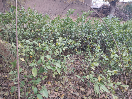 Limon ko'chatlari SUPER MIR