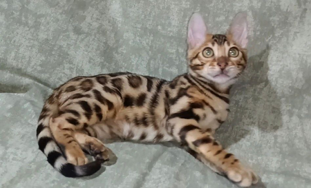 Бенгальские котята